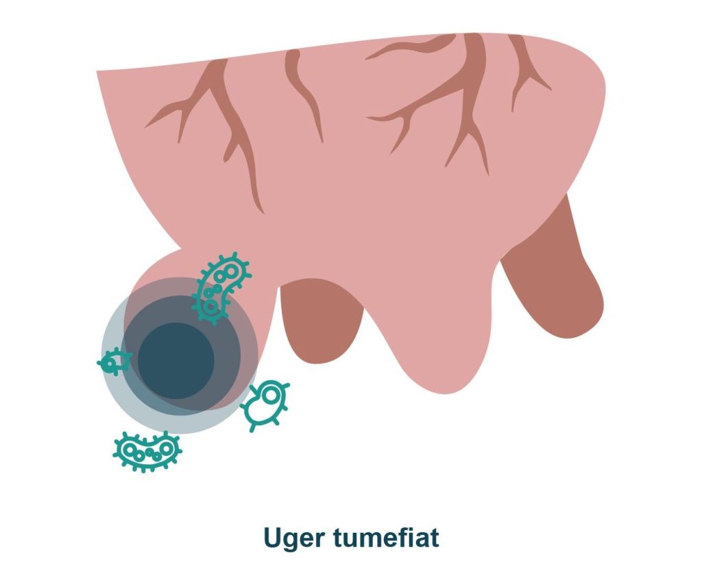 Ce este mastita? - MSD Animal Health România