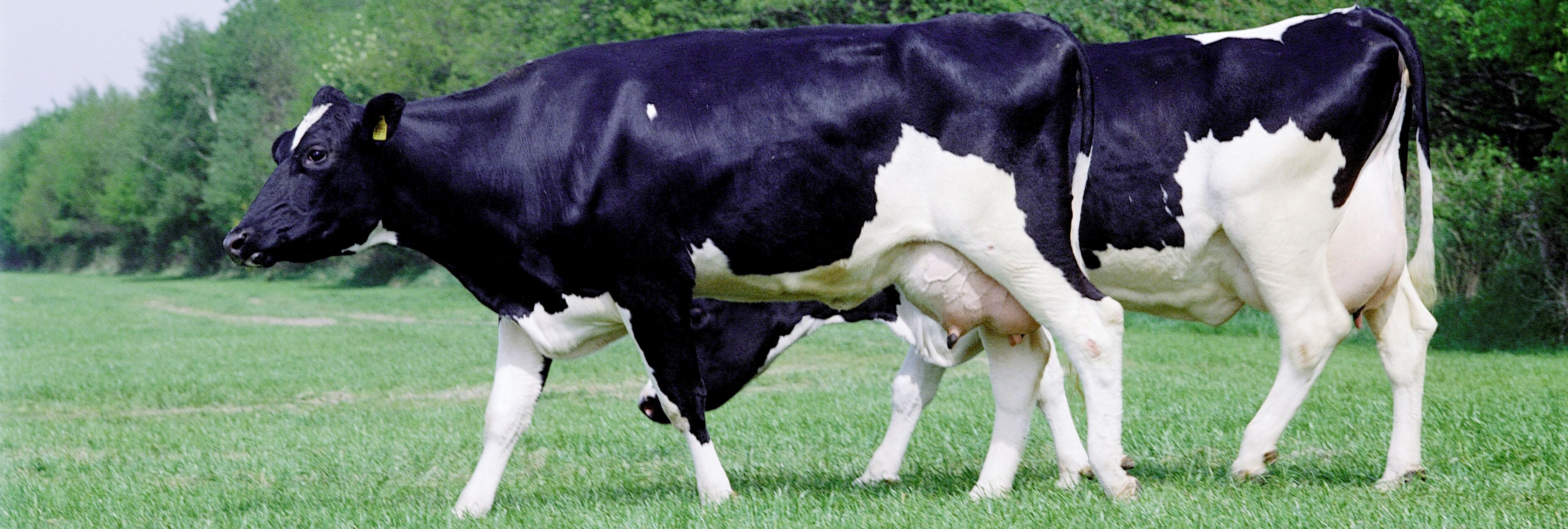 Ce este mastita? - MSD Animal Health România