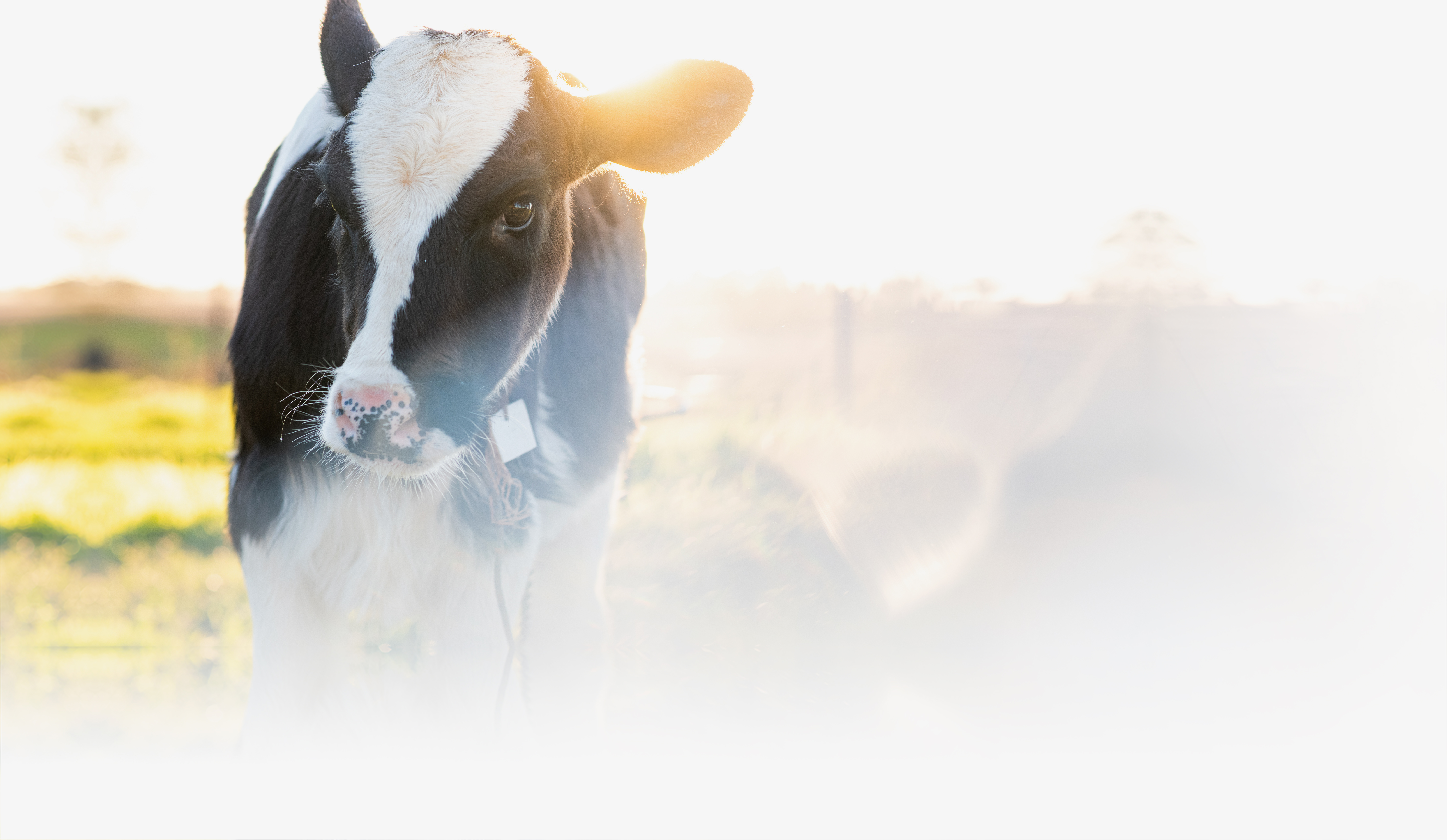 Pagina principala - MSD Animal Health România
